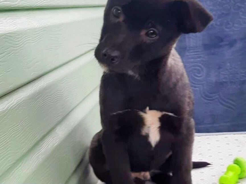 Собака в добрые руки отдам бесплатно