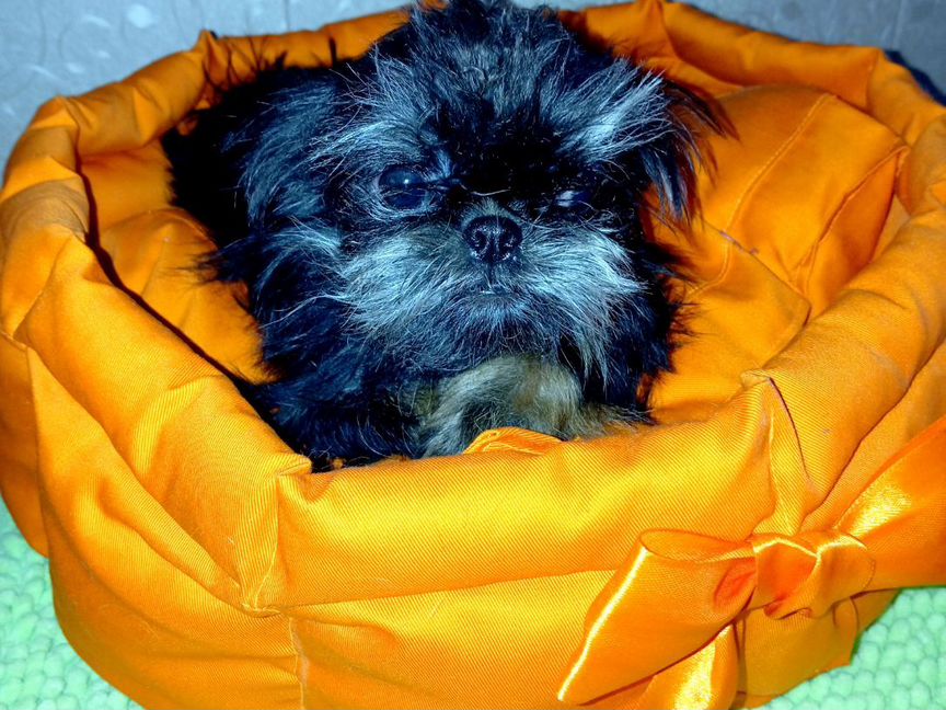 Микро грифоша