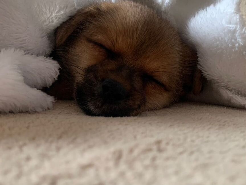 Щенок Чихуахуа мини