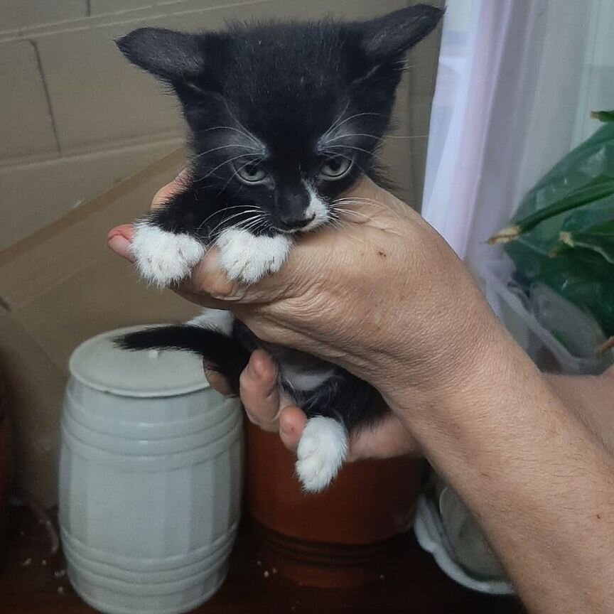 Маленький котенок ищет дом