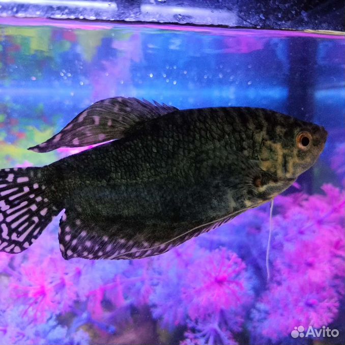 Живая рыба, Гурами