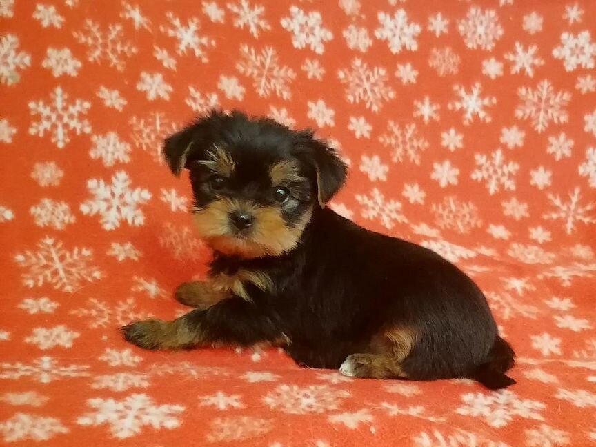 Девочки - йорки