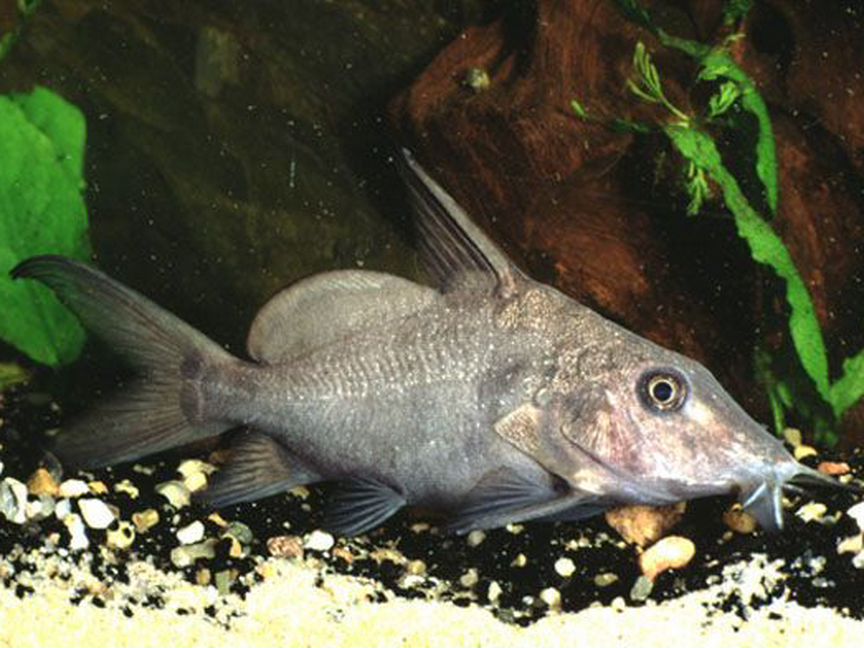 Сом Синодонтис широкоусый (Synodontis sp.) или Со