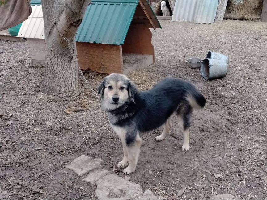 Нюта (стерилизована)