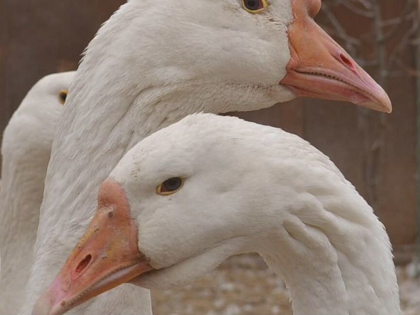 Гуси на племя