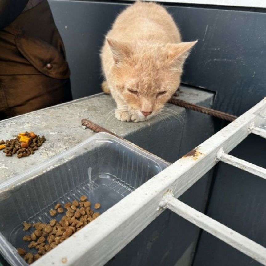 Рыжик в беде