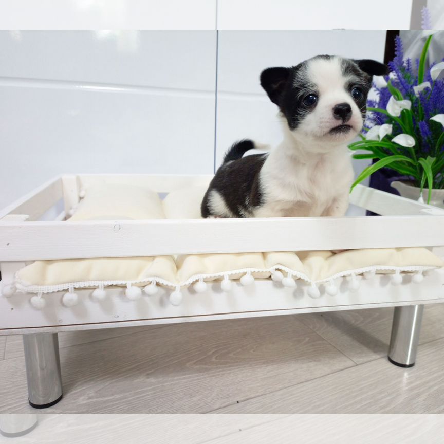 Щенки чихуахуа