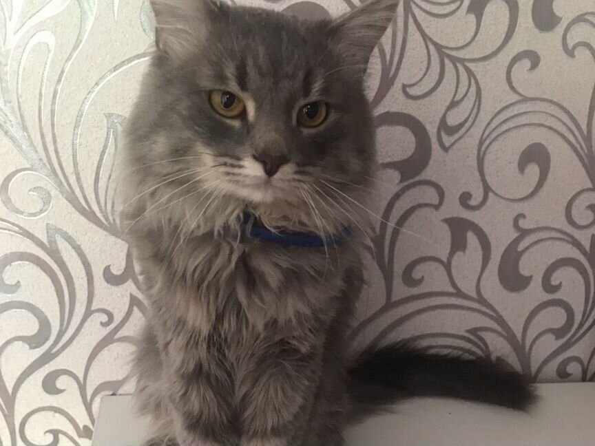 Кот
