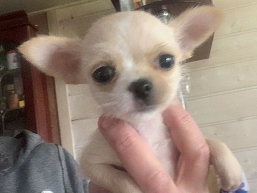 Щенки чихуахуа