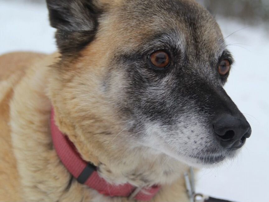 Маленькую собаку обижают в приюте