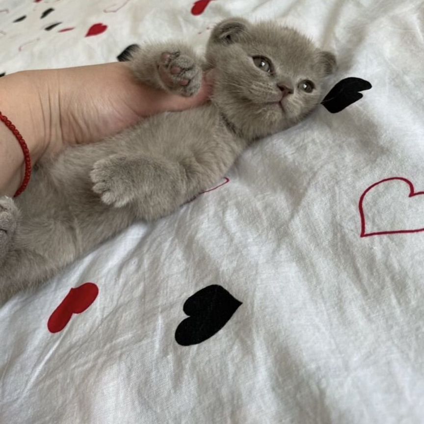 Шотландская вислоухая