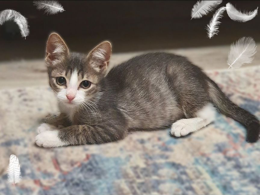 Котенок Папай. В добрые руки