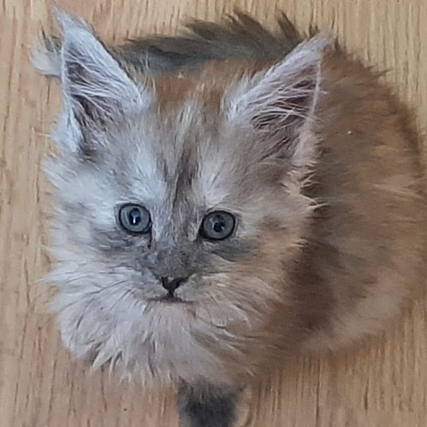 Котенок ищет дом