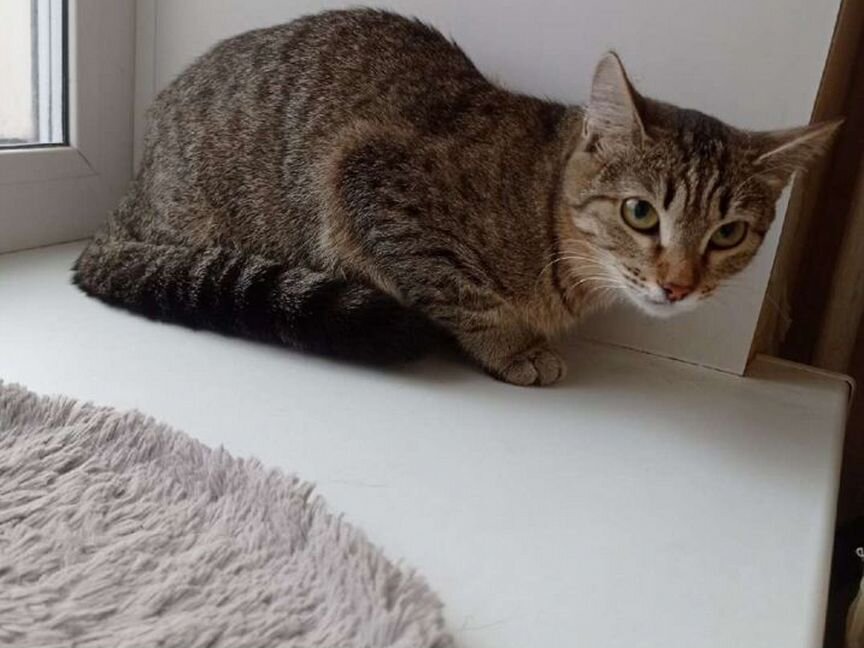 Кошечка Мия ищет дом