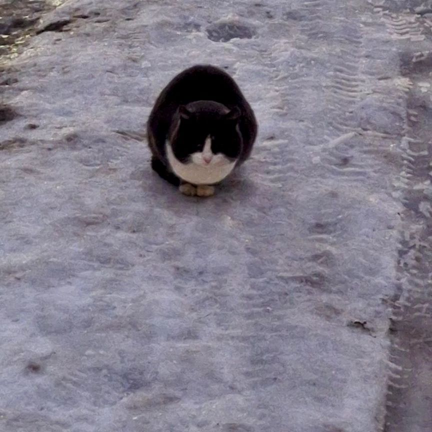 Кот Батон