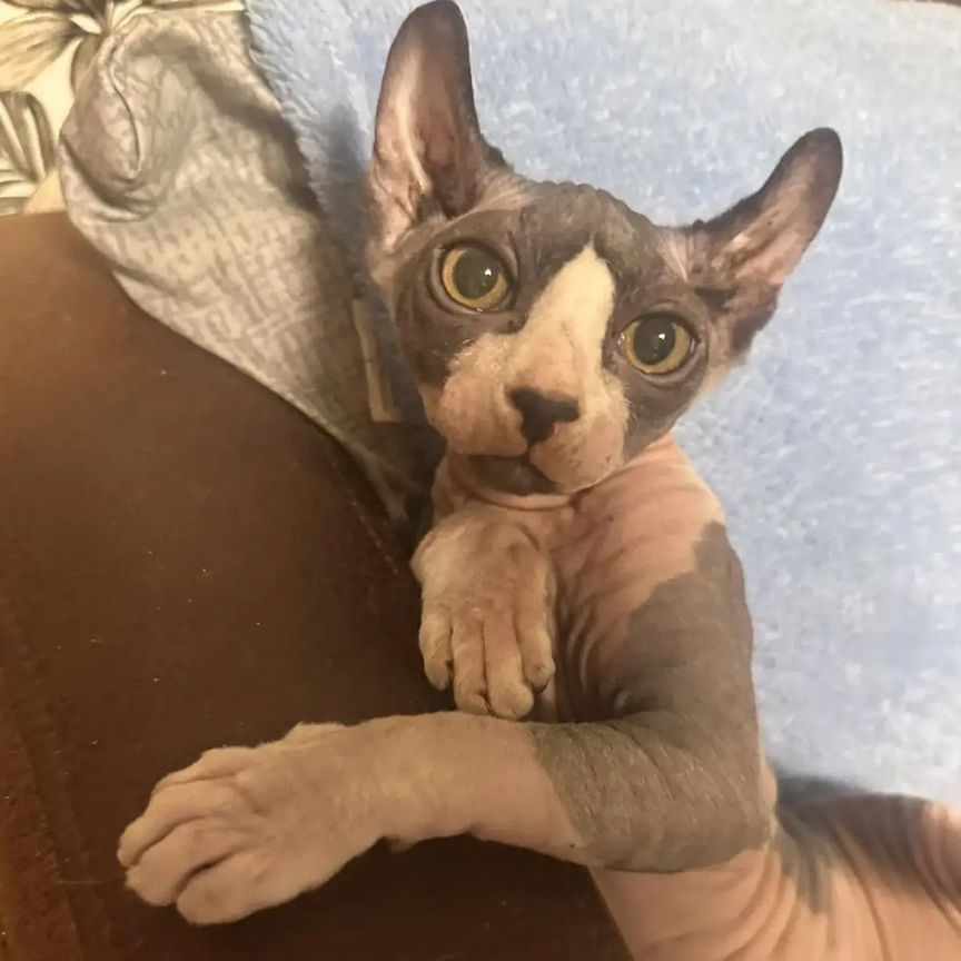Канадский сфинкс котёнок