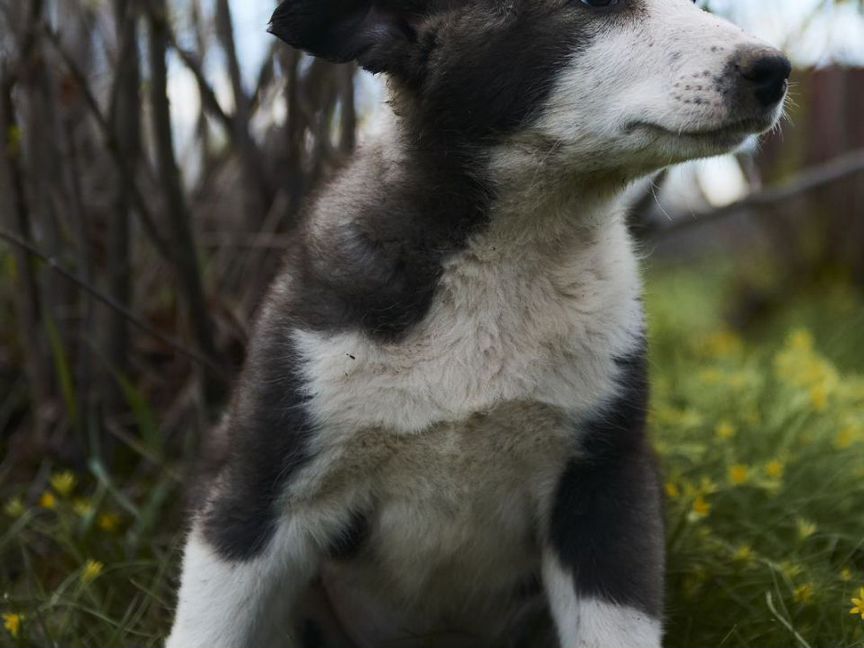 Щенок в добрые руки