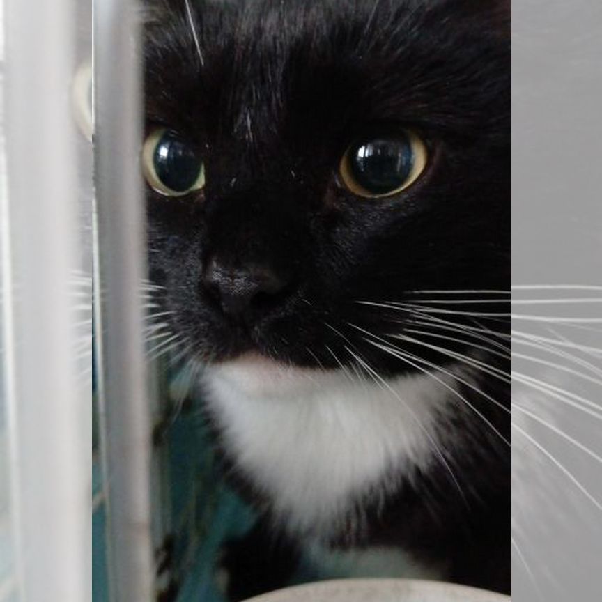 Взрослая, кошка в добрые руки