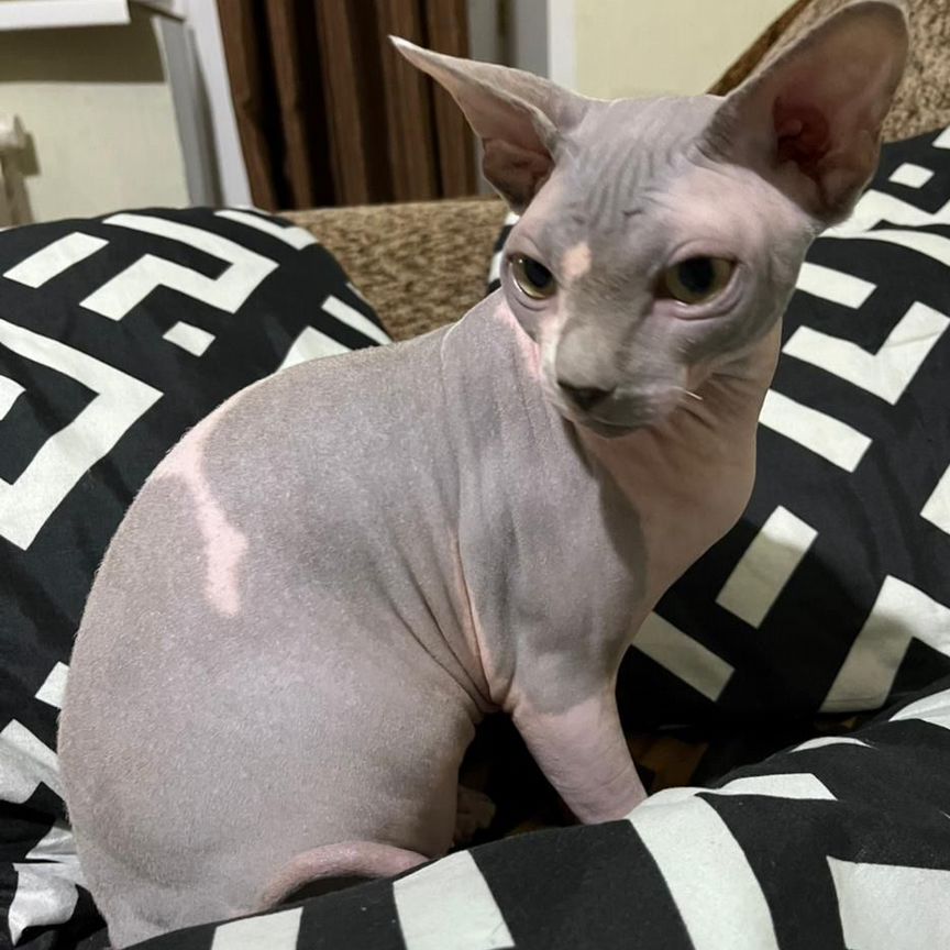 Канадский сфинкс