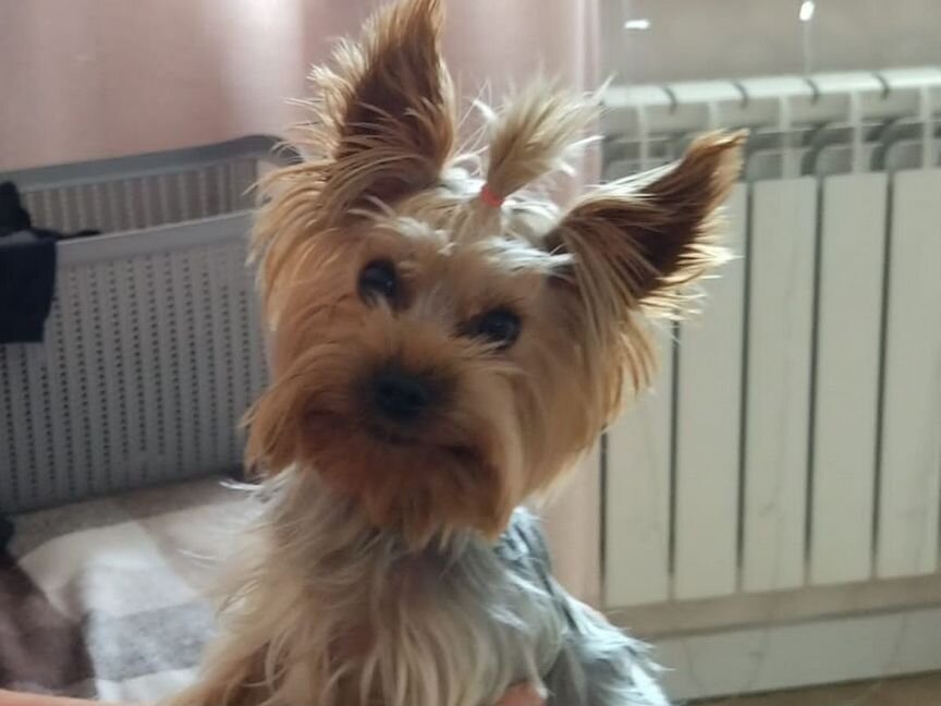 Йоркширский терьер мини вязка