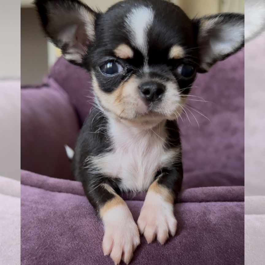 Чихуахуа, щенок