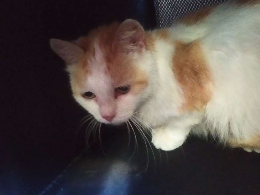 Кошка