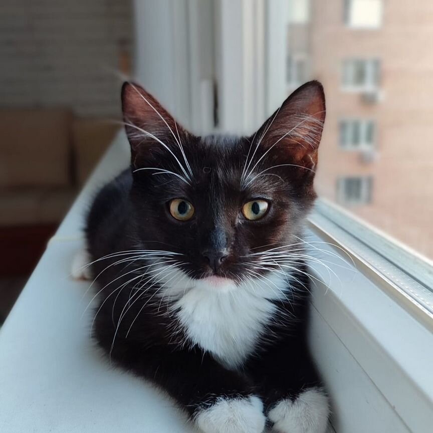 Котенок Манюня ищет дом