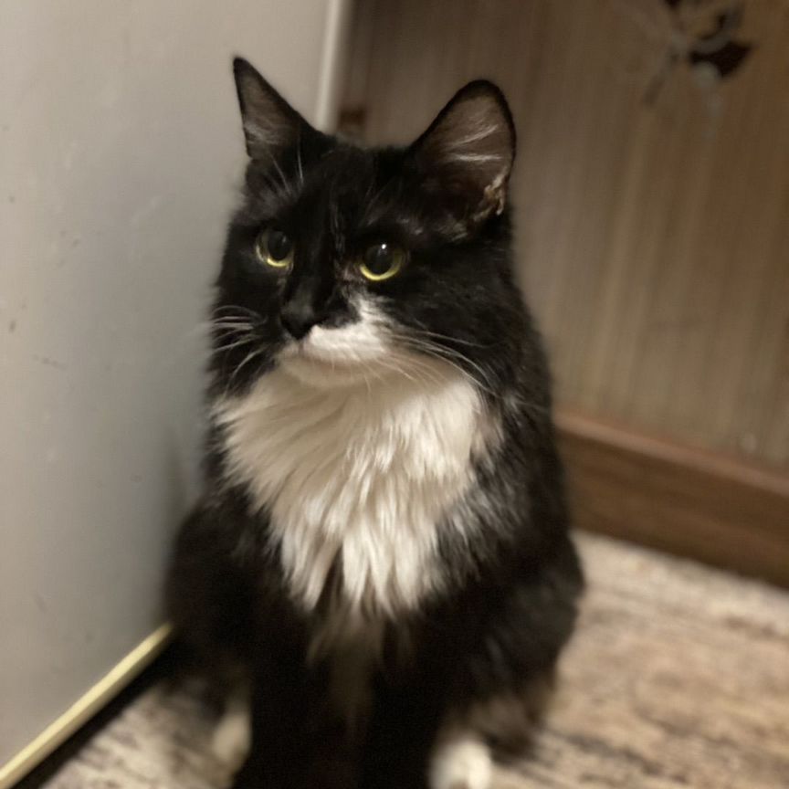 Кошечка в добрые руки