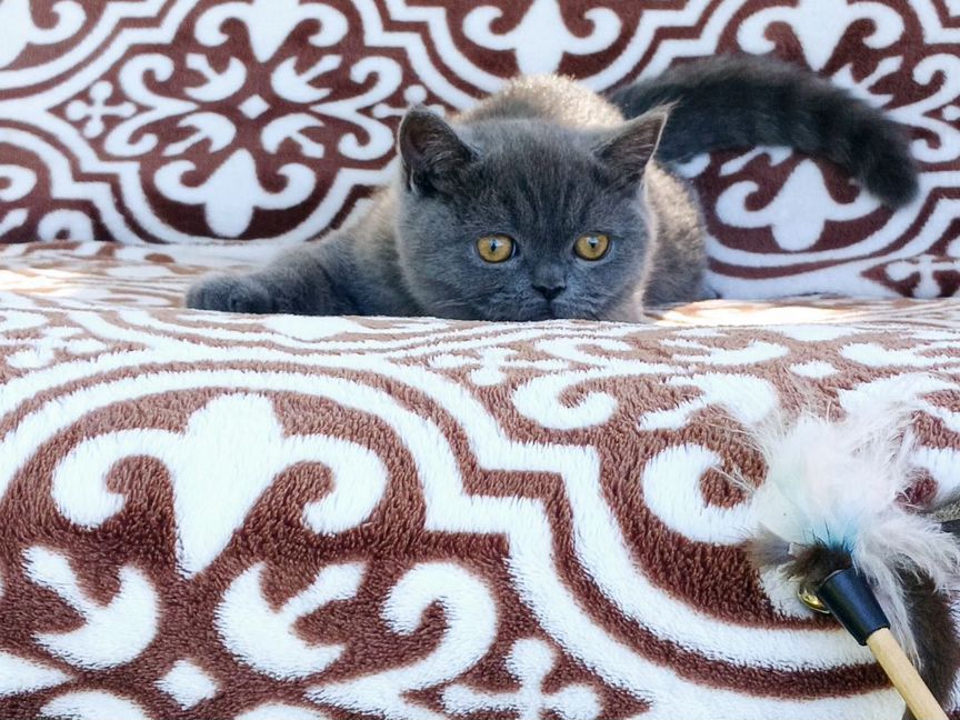 Голубая британочка