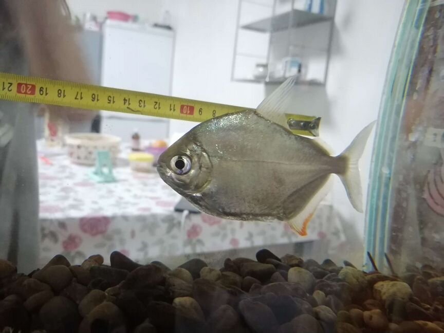 Рыба пиранья