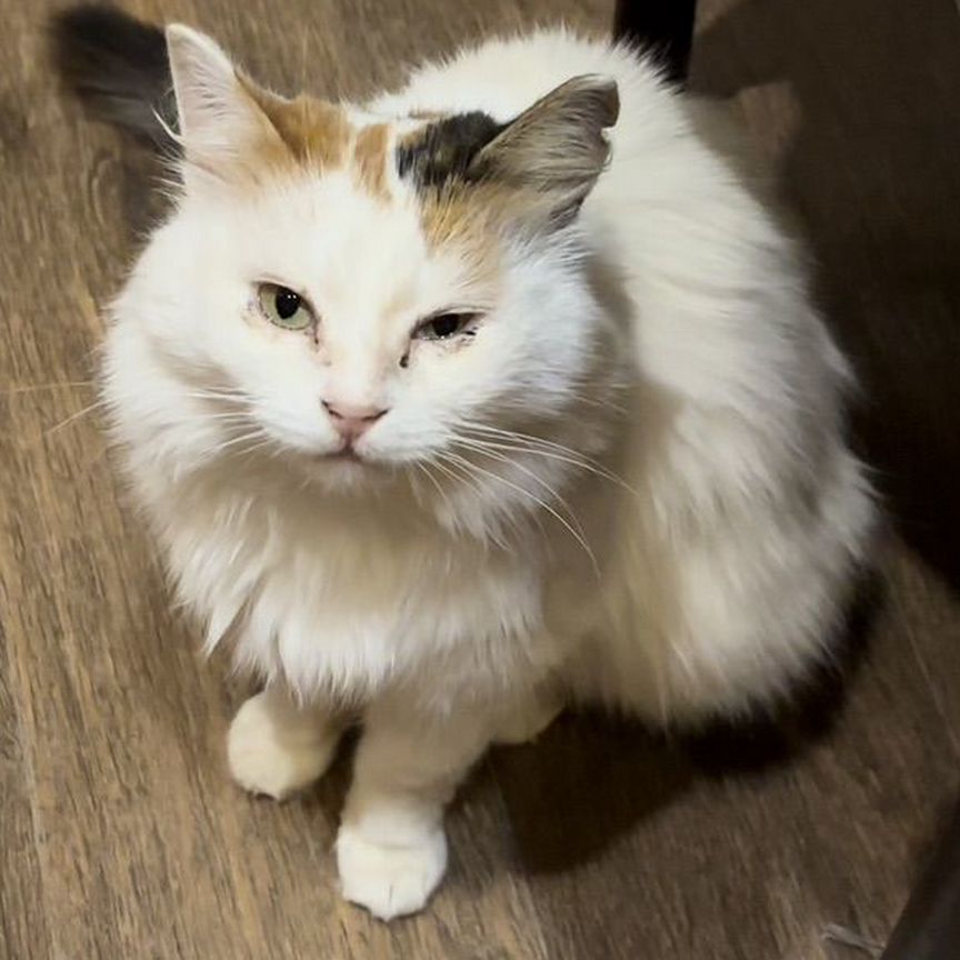 Кошка мышеловка