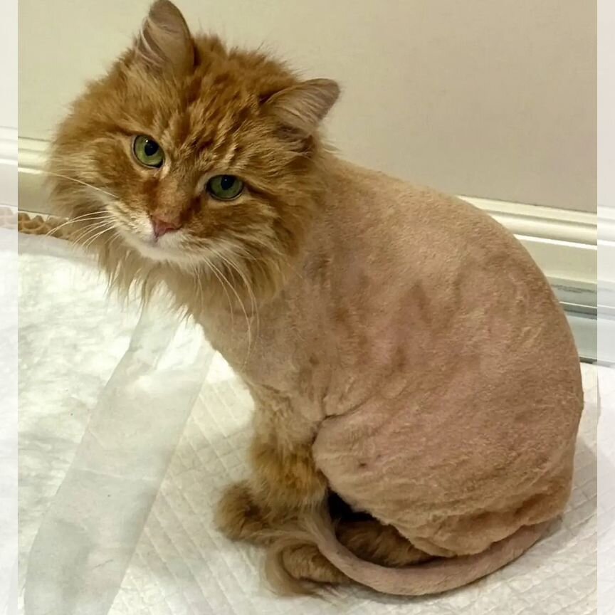 Мейн-кун, взрослый кот