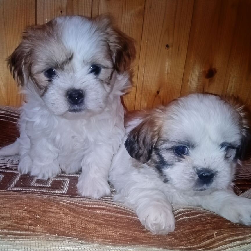 Ши-тцу, щенок