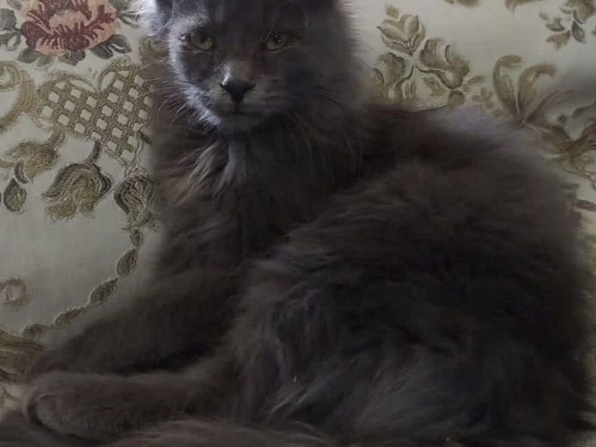 Котенок -мальчик Нибелунг