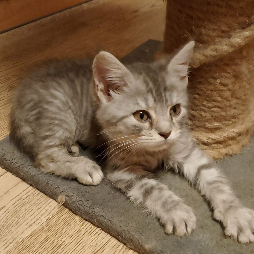 Продается шотландский котенок