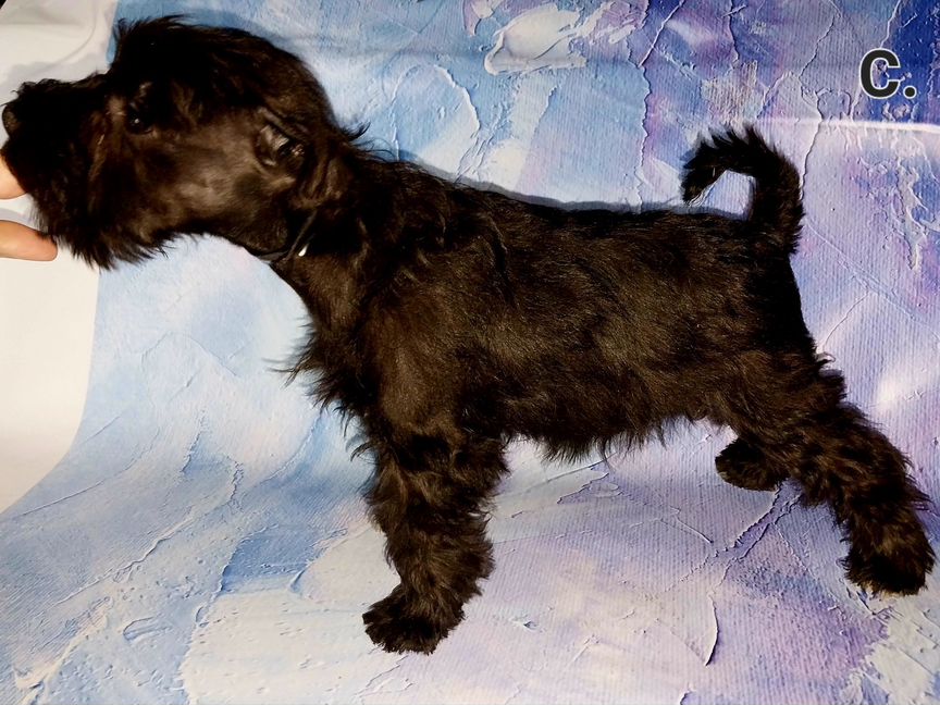 Чёрные красавчики