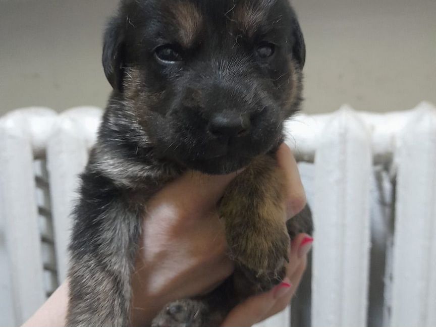 Щенки лабрадора и овчарки