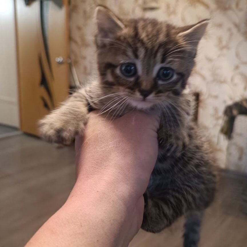 Шотландские вислоухие котята