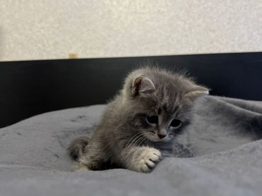 Британские котята короткошерстные, есть пушистые