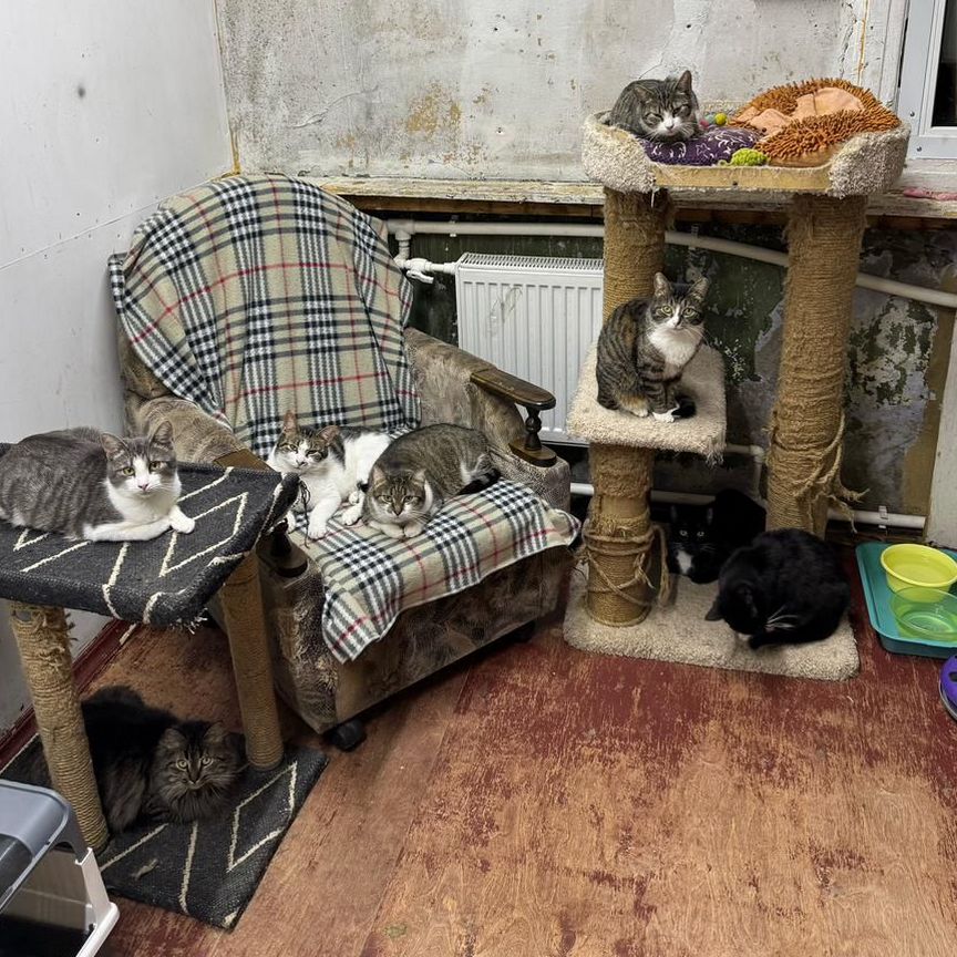 Кошки и коты ищут дом