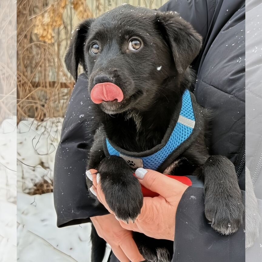 Щенок в добрые руки