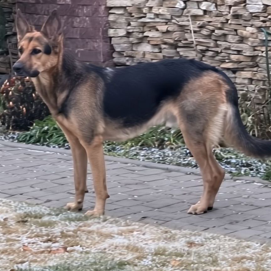 Немецкая овчарка, взрослый пёс