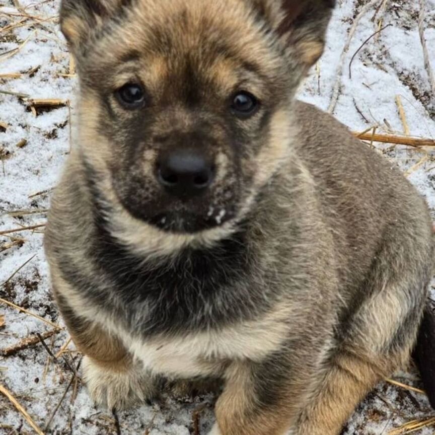 Отдам щенков