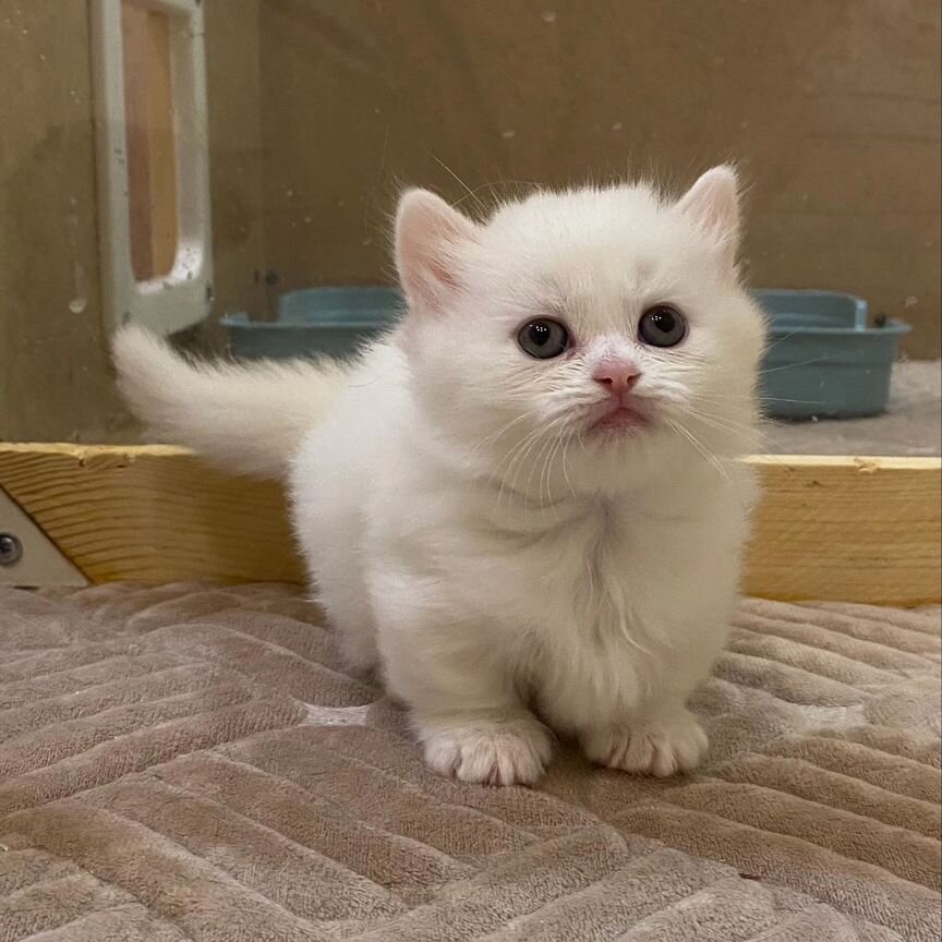 Котята манчкин