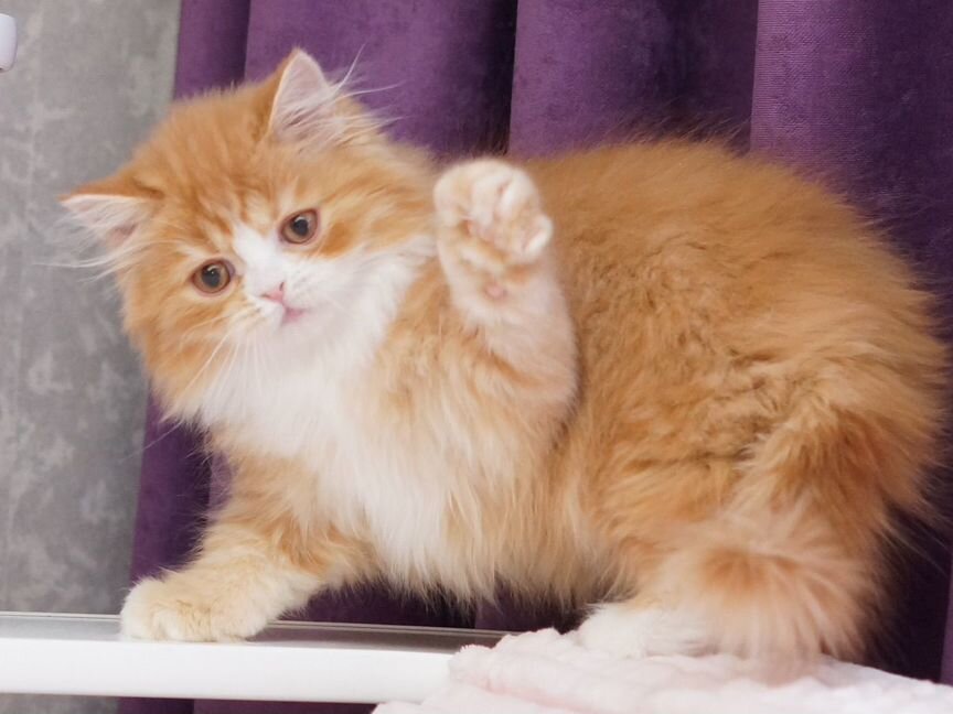 Шотландский котенок очень яркого окраса
