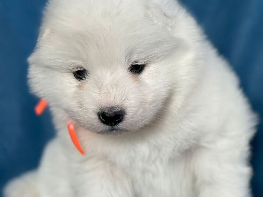 Самоедская Лайка с документами