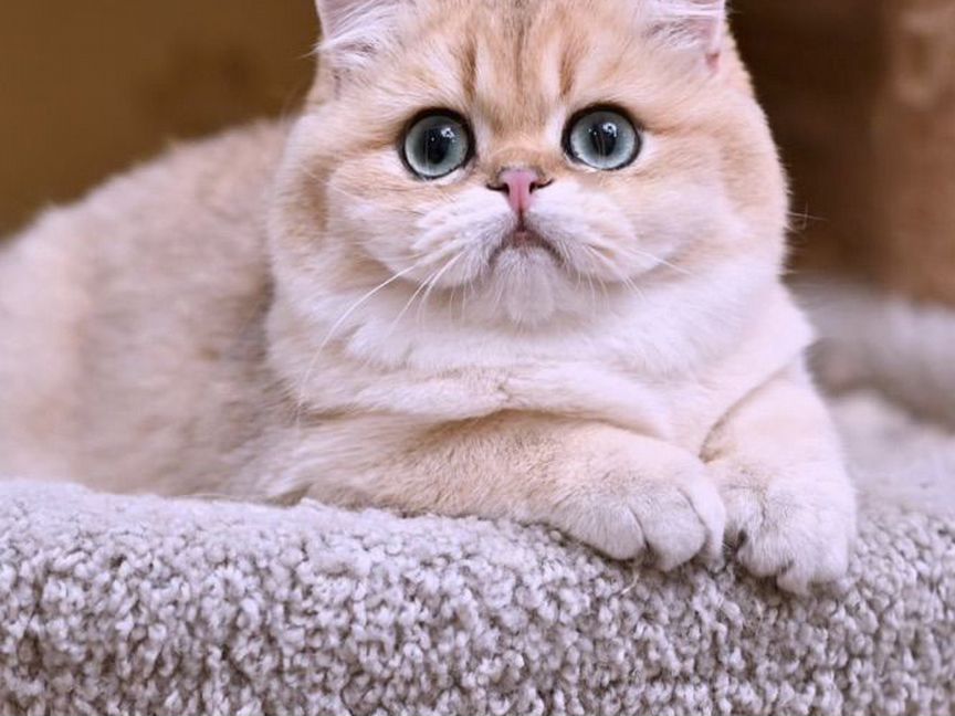 Британская золотая шиншилла