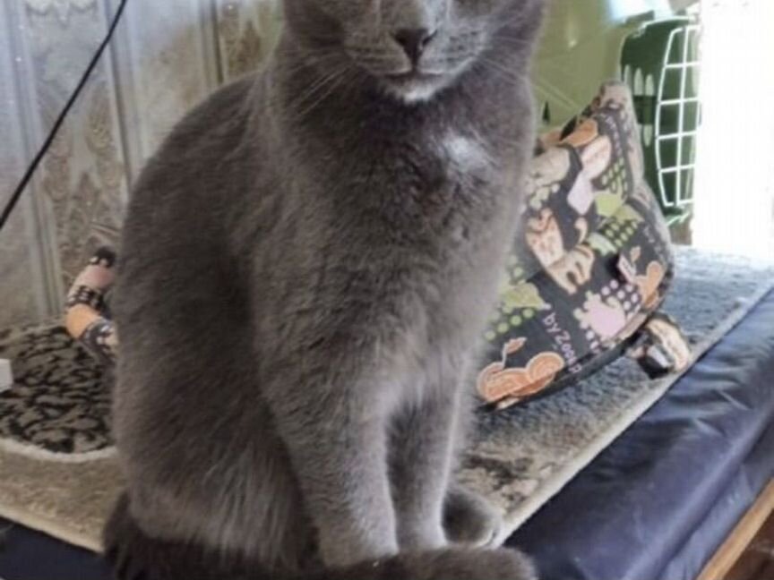 Кот русская голубая