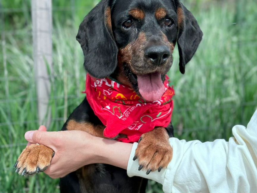 Метис таксы из приюта