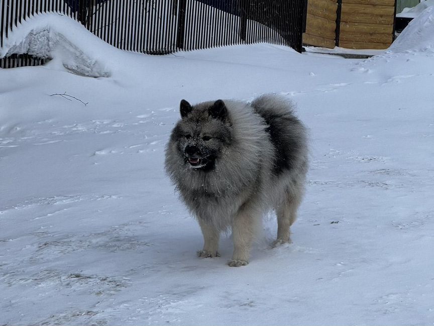 Отдам кеесхонда кобель